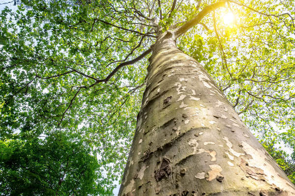 Tree Services | Tree Removal, Storm Damage, Canopy Raising, Pruning